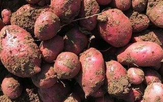 土豆网首页怎么找_土豆网首页有哪些功能