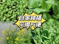菜苔种子怎么保存_菜苔种子图片识别技巧