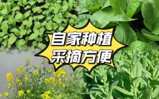 菜苔种子怎么保存_菜苔种子图片识别技巧
