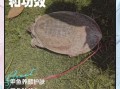 甲鱼功效作用有哪些_吃甲鱼真的能滋阴补肾吗
