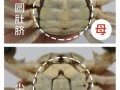 9月大闸蟹公的好还是母的好_公蟹母蟹区别
