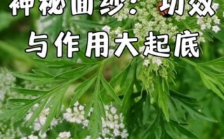 蛇床子的功效与作用_蛇床子有哪些禁忌