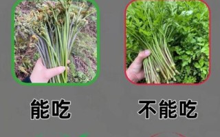 能吃的野菜有哪些_如何辨别可食用野菜