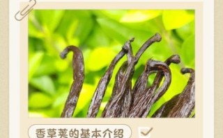 香草荚的功效与作用_香草荚怎么吃效果最好