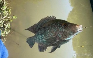 福寿鱼是罗非鱼吗_福寿鱼和罗非鱼的区别