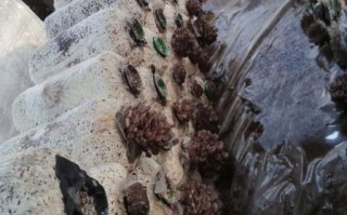 姬菇种植方法_姬菇种植条件