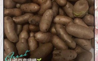 山药豆发芽了还能吃吗_发芽山药豆有毒吗