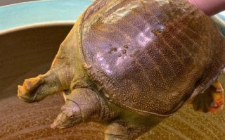 甲鱼是发物吗_术后能吃甲鱼吗