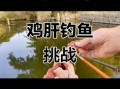 鸡肝钓鱼效果怎么样_鸡肝钓什么鱼最好