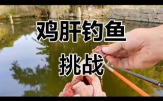 鸡肝钓鱼效果怎么样_鸡肝钓什么鱼最好