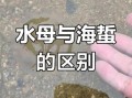 海蜇是水母吗_海蜇和水母的区别