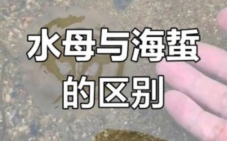 海蜇是水母吗_海蜇和水母的区别