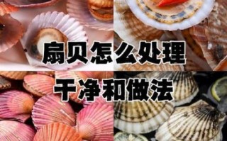 扇贝怎么吃_新鲜扇贝处理方法