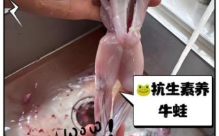 牛蛙寄生虫对人体的危害_如何预防感染