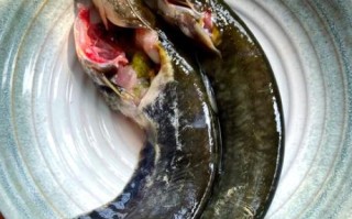 土鲶鱼怎么做好吃_土鲶鱼的做法大全家常