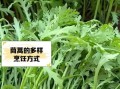 茼蒿菜怎么做好吃_茼蒿菜的功效与作用