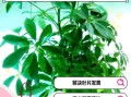 鹅掌柴怎么养_鹅掌柴多久浇一次水