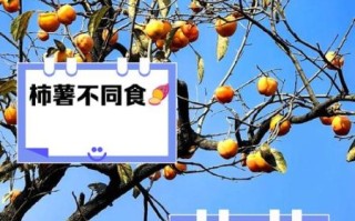 树柿子不能和什么一起吃_树柿子相克食物