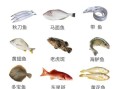 菜市场海鱼怎么挑_常见海鱼品种有哪些