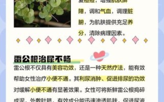 雷公根的功效与作用_雷公根怎么吃效果最好
