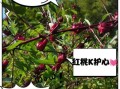 红桃k植物是什么_红桃k图片怎么识别