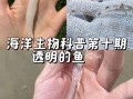 面条鱼是海鱼还是淡水鱼_面条鱼生长环境揭秘