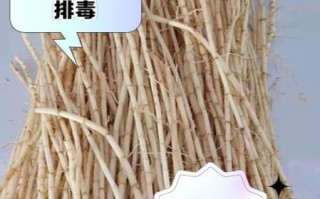 茅根的功效与作用_茅根能治什么病