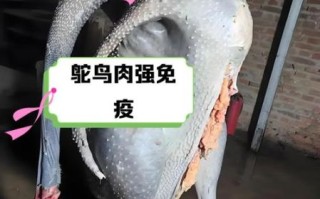 鸵鸟肉事件真相_鸵鸟肉还能不能吃