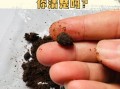 麝香的功效与作用有哪些_麝香有什么害处