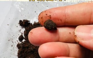 麝香的功效与作用有哪些_麝香有什么害处