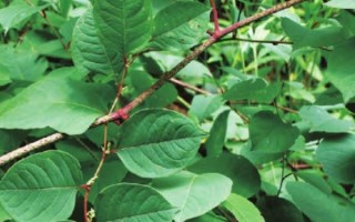 虎杖图片大全_虎杖长什么样