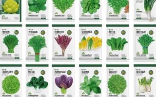 常见蔬菜种类大全_哪些蔬菜适合家庭种植