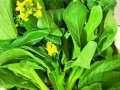 白灼菜心里的青菜叫什么_它和油菜有什么区别