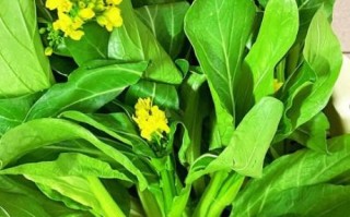 白灼菜心里的青菜叫什么_它和油菜有什么区别