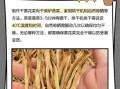 干黄花菜用热水还是冷水泡_泡发技巧全解析