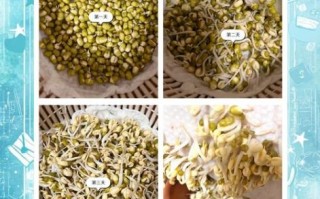 自发豆芽怎么做_家庭无土栽培豆芽技巧