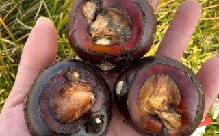 马蹄子图片大全哪里找_马蹄子高清图欣赏技巧