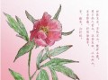 赤芍药的功效与作用_赤芍药与白芍的区别