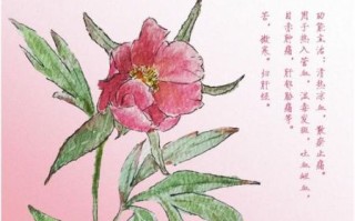 赤芍药的功效与作用_赤芍药与白芍的区别