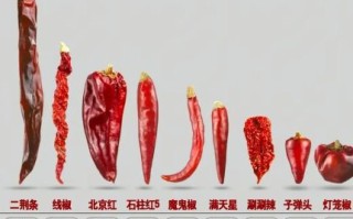 干辣椒图片大全_干辣椒品种有哪些