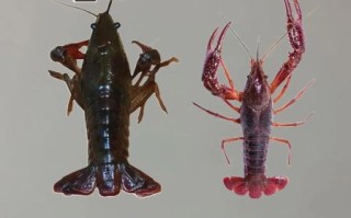 小龙虾能吃吗_小龙虾怎么吃才安全