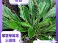 车前草的功效与作用及禁忌_车前草泡水喝有什么禁忌