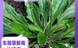 车前草的功效与作用及禁忌_车前草泡水喝有什么禁忌