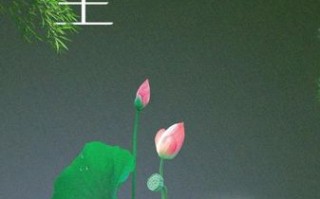 夏至图片大全大图_如何免费下载高清夏至壁纸