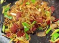 大头菜炒肉丝怎么炒才脆_大头菜炒肉丝要不要焯水