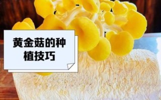 黄金菇怎么做好吃_黄金菇的做法大全