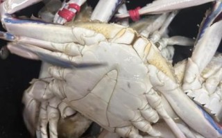 大连螃蟹价格多少钱一斤_大连螃蟹什么时候最便宜