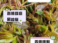 香椿芽有毒吗_香椿芽有致癌物吗