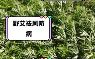野艾草的功效与作用_野艾草怎么吃最好