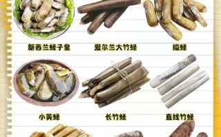 蛏子肚子像豆腐渣能吃吗_蛏子肚子豆腐渣状怎么处理